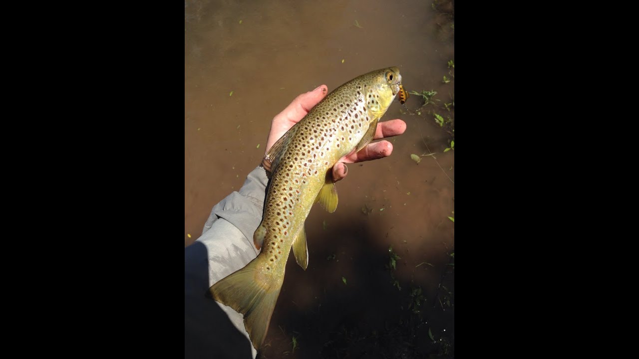 Catching 3 Trout using the Bullet Minnow in the same spot.
