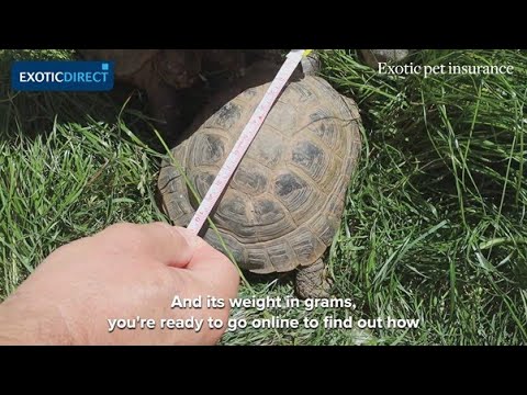 How to hibernate your tortoise