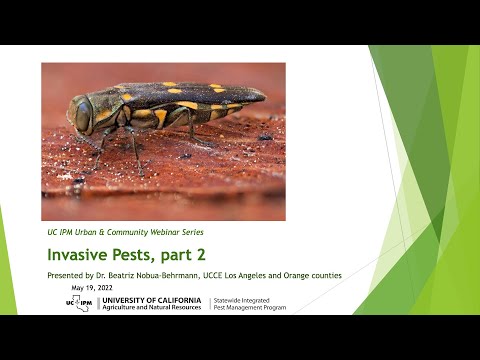 Invasive Species in California Part 2: Emerging Tree Pests