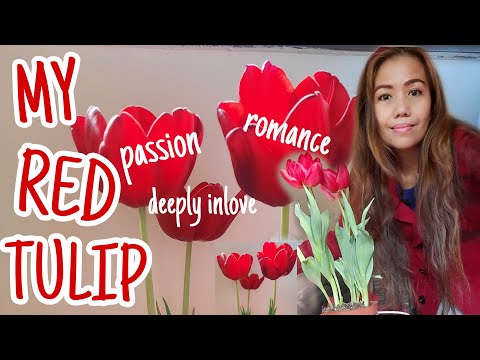RED TULIPS | A SYMBOL OF 11th ANNIVERSARY | DIWATA CHANNEL
