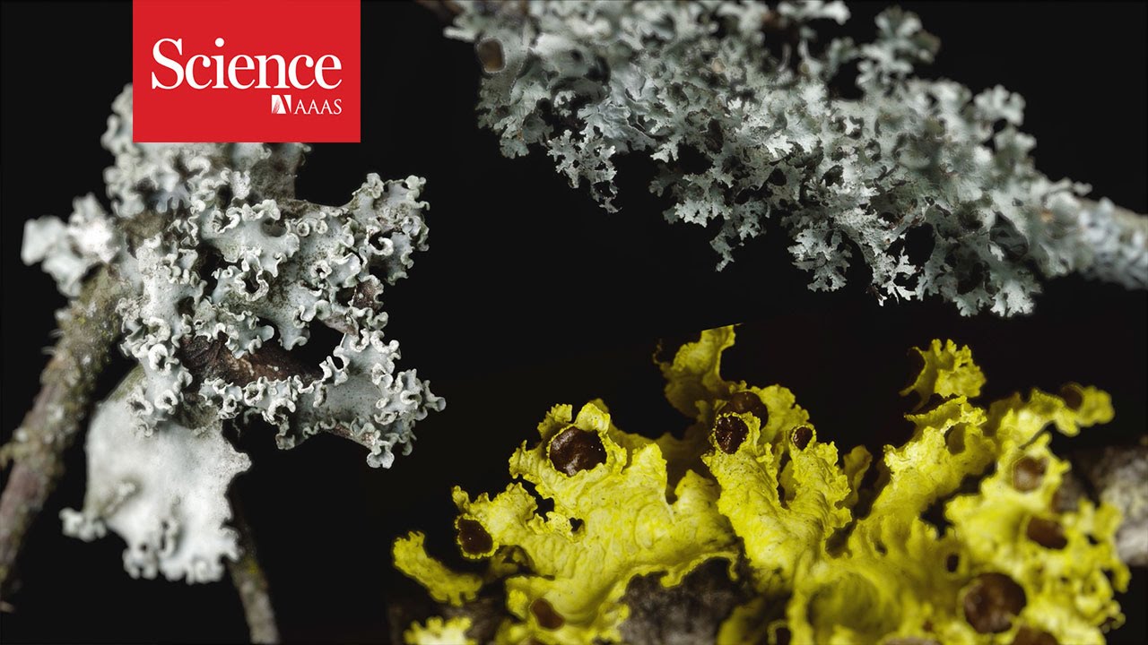 A lichen ménage à trois