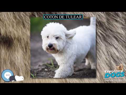 Coton de Tulear πΆπΎ Everything Dog Breeds πΎπΆ