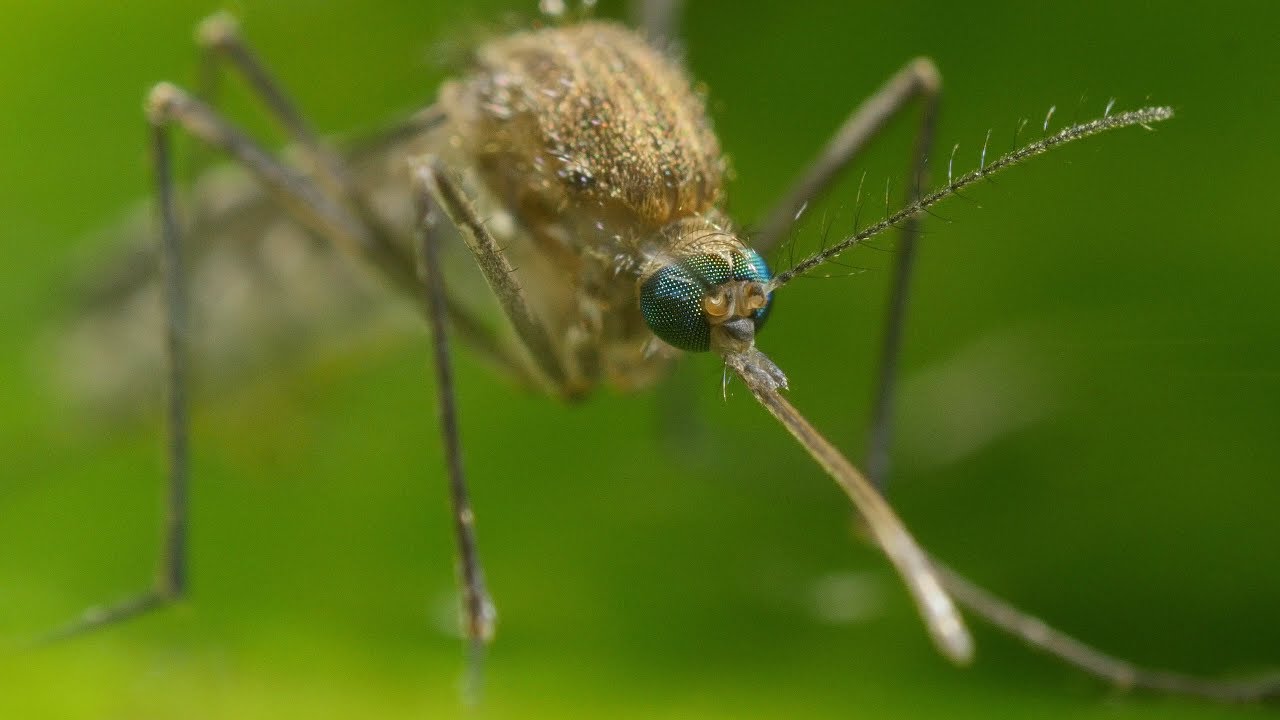 Mosquito Life Cycle - UHD 4K