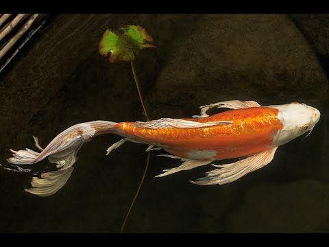 Kids Ask Questions About Koi in Japanese Gardens | Portland Japanese Garden