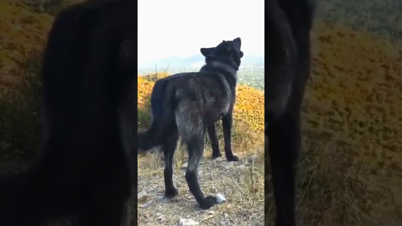 Timber Wolf 🐺 It's a  no nonsense | Howling | Subscribe