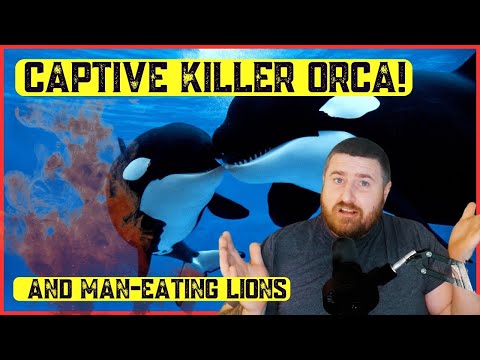 Real Life Horror Stories of Tilikum the Orca and the Tsavo Man-Eating Lions