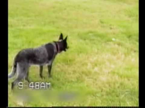 This is one Smart dog, maybe even the smartest dog in the world