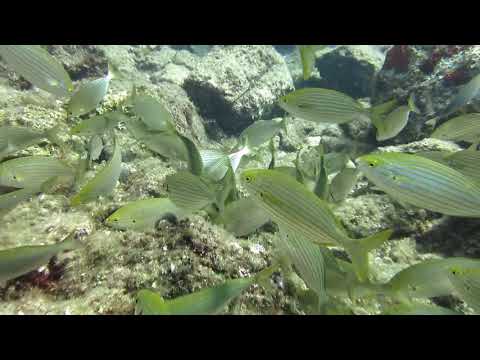 Sarpa salpa (Salema)