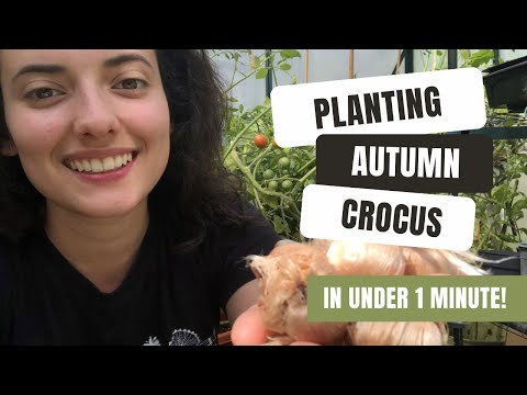 How To Plant Autumn Crocus In Your Garden