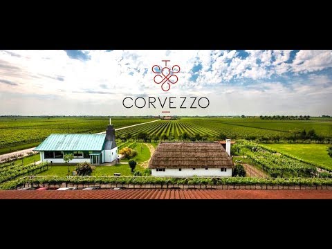 Organic Prosecco Vineyard - Beautiful Corvezzo Winery