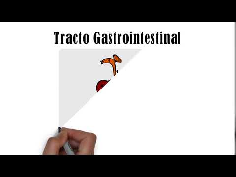 Spanish Medical Interpreter - Spanish Medical Terminology - Gastrointestinal Tract in Spanish?