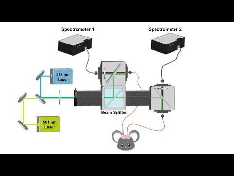 Spectrally Resolved Multi-color Fiber Photometry