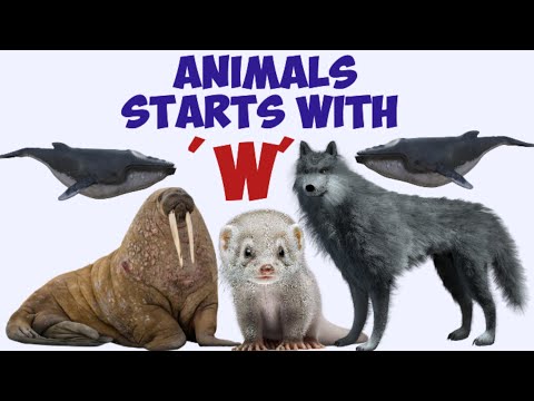 Animals Starting with W l Animal Names l Animal Names for Kids l Wild Animals l Kids Vocabulary