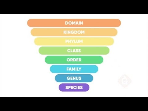 The 8 Levels of Classification