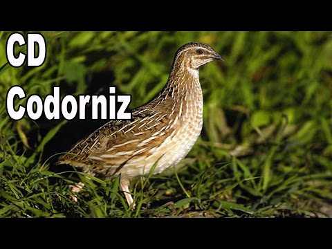 La codorniz común (Coturnix coturnix) | Mascotas