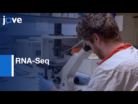HEK In Vitro Differentiation Analysis by RNA-Seq | Protocol Preview