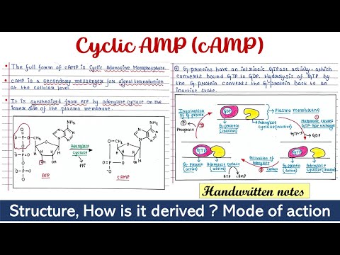 Cyclic AMP | cAMP