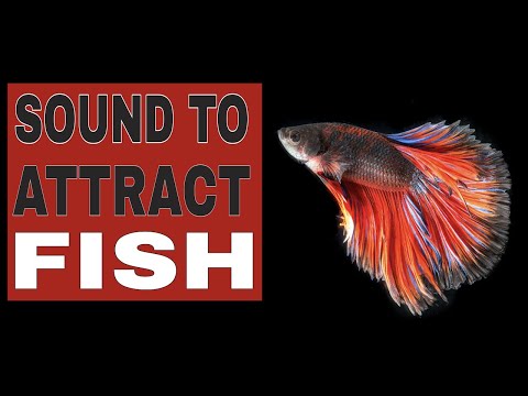 Sound To Attract Fish (GUARANTEED)