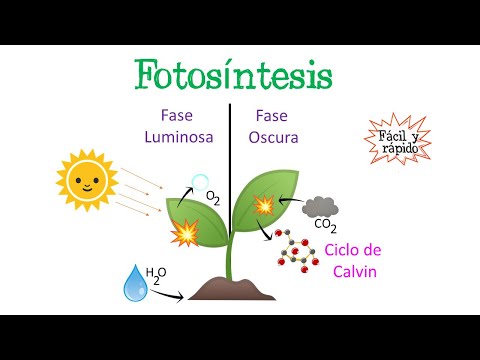 🌿Fotosíntesis | Fase Luminosa y Oscura | Ciclo de Calvin🌞 [Fácil y Rápido] | BIOLOGÍA |