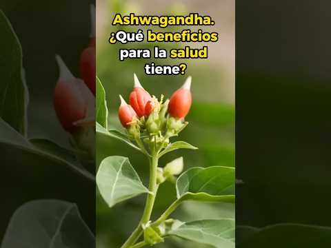 10 Beneficios de la Ashwagandha para la salud