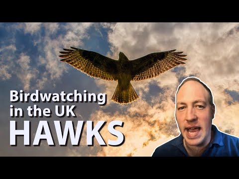 Birdwatching in the UK: Hawks | All native species and tips on how to spot them in the wild