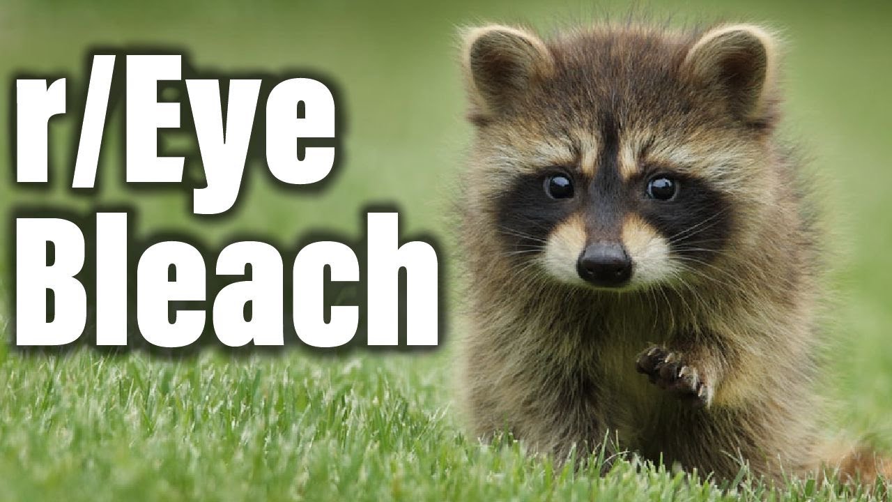 r/EyeBleach | Cute Animals To Save Your Day