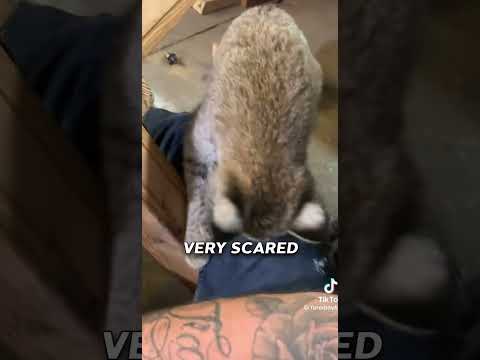 Dog Was Terrified of this Bobcat😳