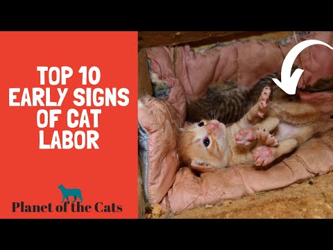 Top 10 Signs Your Cat is in LABOR