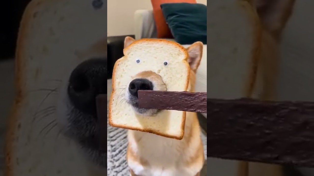 The dog became a meme #dog #bestmemes