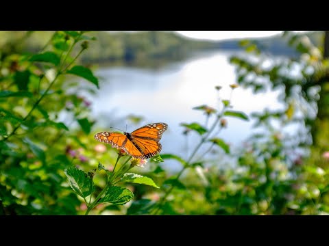 Tour the Waccamaw National Wildlife Refuge with Craig Sasser