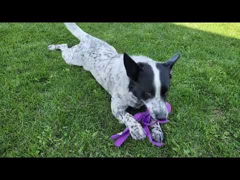 Meet Phantom!