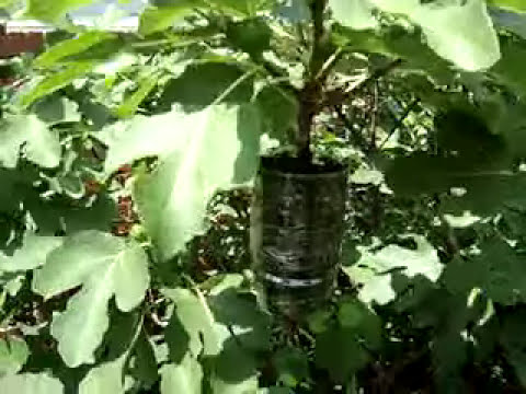 How to Create a New a Fig Tree, Fool Proof Never Fails Method Part 1
