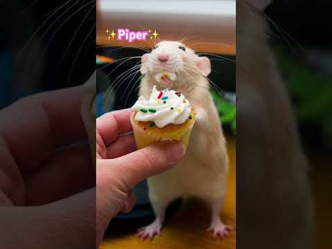 Part 2! comment ur name๐ซถ #rats #ratlove #pets #names #series #love