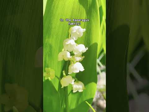 Nature’s Cool: Lily of the Valley