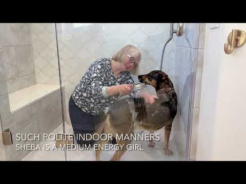 Meet Sheba! | Placer SPCA