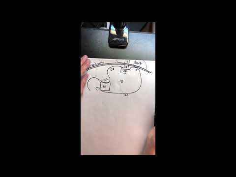 5 Fetal Pig Intestines w Stomach Review SP21HC