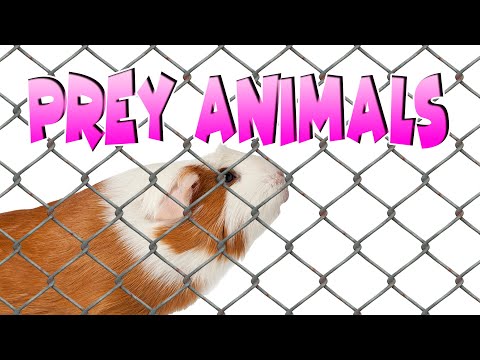 A quick old snippet on guinea pigs being prey animals