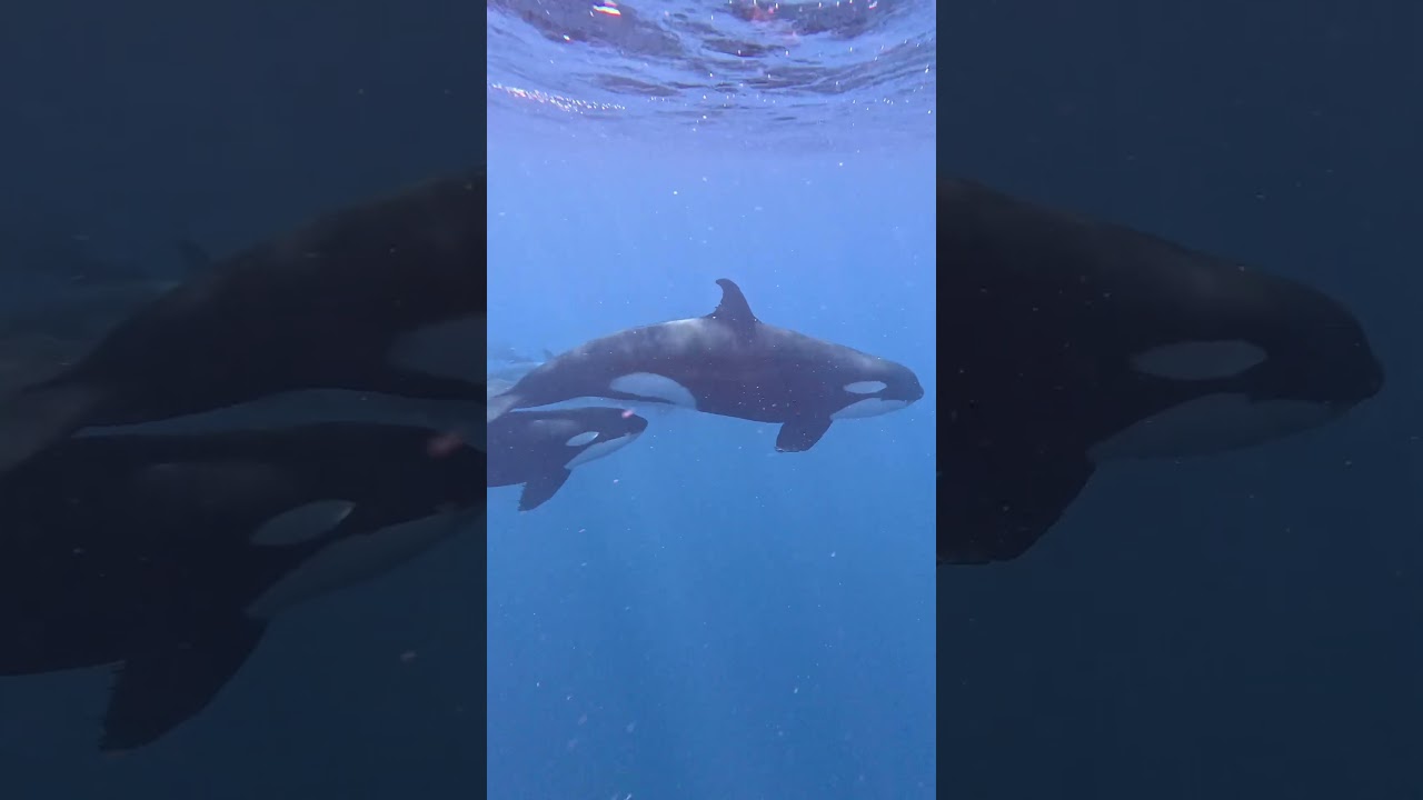 Into The Deep - Episode 12 - Orcas