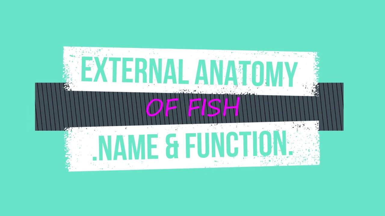 External Anatomy of Fish (Name and Function)