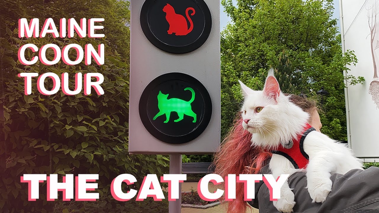 MAINE COON CAT | Explores the cat city