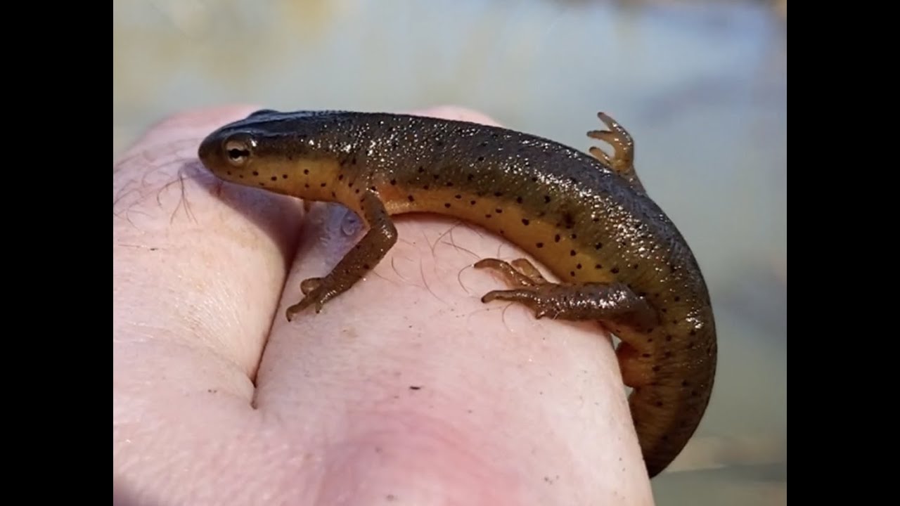 Spring Into Vernal Pools!