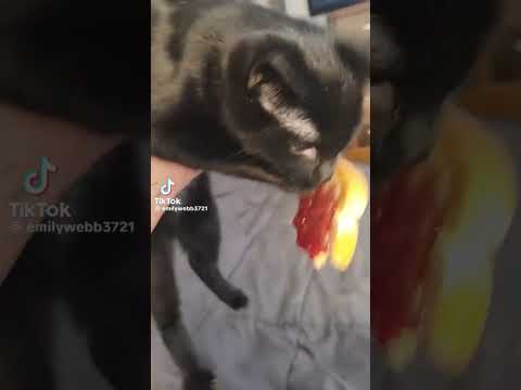 kevin #tiktok #cat #cats #funny #meme