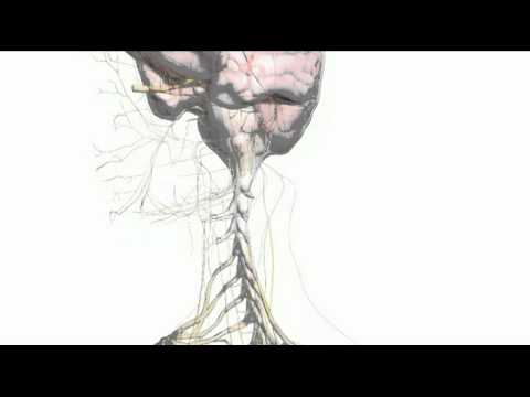 Dr. Nathan Clark - Real Chiropractic, Ukiah, CA