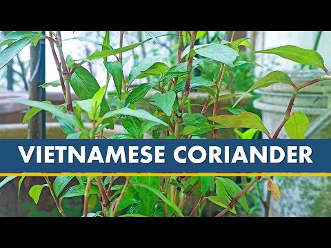 Health Benefits of Vietnamese Corriander (Daun Kesum)