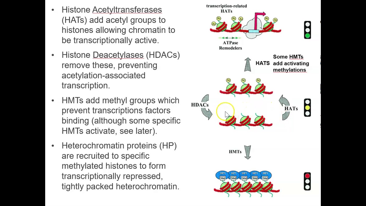 Topics in HB Epigenetics 2 Histone modifications