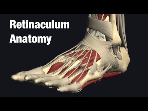 Anatomy of retinaculum around ankle joint