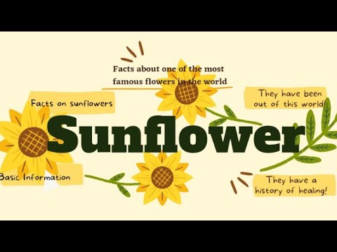 Sunflower basic information| Facts about sunflower|sunflower have history of healing|#shorts#short