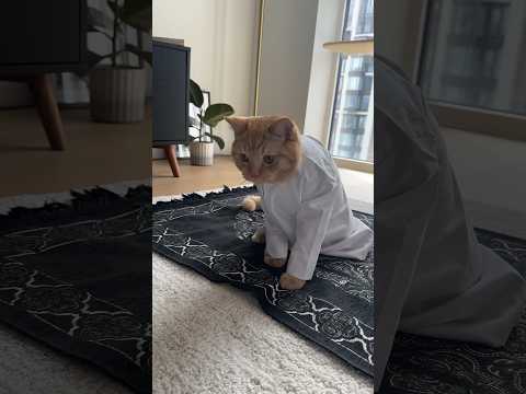 POV: Your cat is Muslim too #ramadan