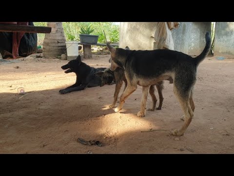 Abu frees each other.