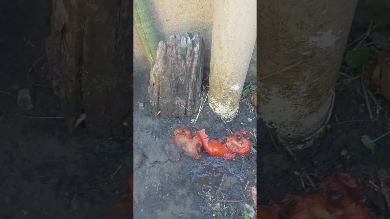 PLANTING ROMA TOMATOES Using Tomatoes Which Have Gone Rotten In My Fridge.